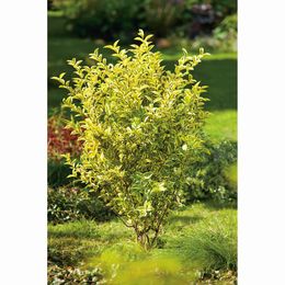 toom Goldliguster "Aureum"