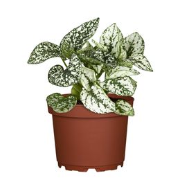 toom Punktblume verschiedene Farben 12 cm Topf