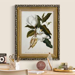 Gerahmtes Leinwandbild Georg Dionysius Ehret - Magnolie