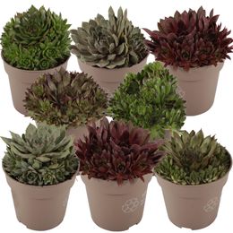 toom Hauswurz Farbmix 10,5 cm Topf 8er-Set