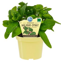 blu Bio-Malabar-Spinat 12 cm Topf