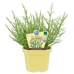 blu Bio-Salzkraut 12 cm Topf