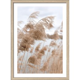 Pro Art Gerahmtes Bild IN THE BREEZE