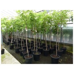 chin. Dattel 150 - 170 cm Dattelbaum 5 - 8 cm Stammumfang, Ziziphus jujuba,