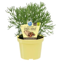 blu Bio-Gyros-Kraut 12 cm Topf