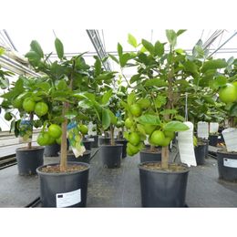 echte Caipi Limette Caipirinha Limettenbaum Citrus Lime 70 - 90 cm Zitruspflanze