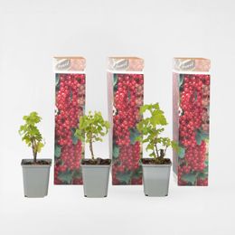 Plant in a Box - Rote Johannisbeere - 3er-Set - Ribes rubrum - Höhe 25-40cm - Topf 9cm