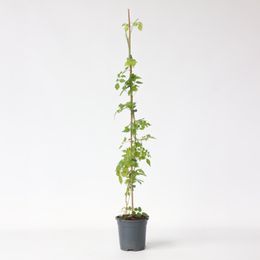 Plant in a Box - Trompetenkletterer - Campsis radicans - Höhe 110-120cm - Topf 17cm