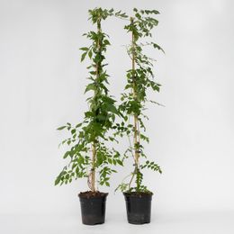 Plant in a Box - Trompetenkletterer - 2 Stk - Campis radicans 'Flava' - Höhe 110-120cm - Topf 17cm