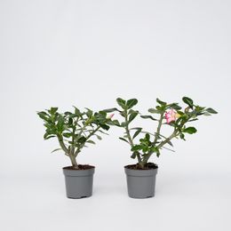 Plant in a Box - Wüstenrose - 2 Stk - Adenium obesum - Höhe 30-45cm - Topf 13cm