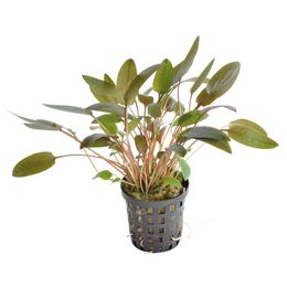 Aquafleur Cryptocoryne Wendtii Braun im 5 cm Topf
