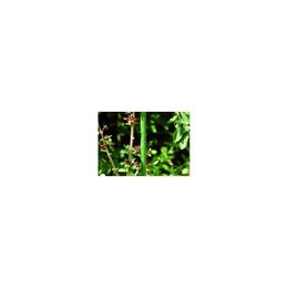 Floraworld Pflanzstab Metall, Durchmesser 11mm 90cm grün (11003)