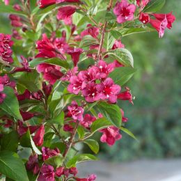 toom Weigelie 'Bristol Ruby' 19 cm Topf