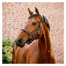 Horseware Signature Halfter braun/blau WB