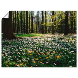 Wandbild Artland "Frühlingswald bedeckt mit Windröschen", grün (farbe bild(er): grün), B:80cm H:60cm, Papier, Bilder, als Leinwandbild, Poster in verschied. Größen