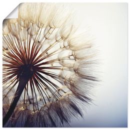 Wandbild Artland "Große Pusteblume", blau (farbe bild(er): blau), B:30cm H:30cm, Bilder, als Alubild, Outdoorbild, Leinwandbild, Poster, Wandaufkleber