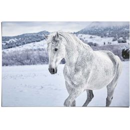 Poster Reinders "Pferd im Schnee", weiß (farbe bild(er): weiß), B:91,5cm H:61cm, Papier, Bilder