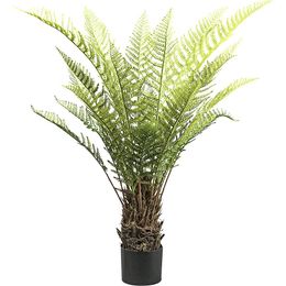 Baumfarn Dicksonia, Kunststofftopf, Höhe 1150 mm kaiserkraft