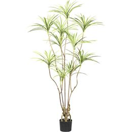 Dracaena, Kunststofftopf, Höhe 1800 mm kaiserkraft