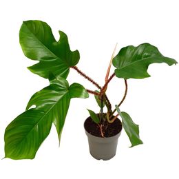 Philodendron 'Squamiferum' 13 cm Topf