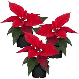 toom Fairtrade Weihnachtsstern rot 7 cm Topf, 3er-Set