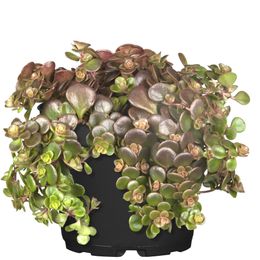 Chinesische Mauerpfeffer 13 cm Topf, 2er-Set