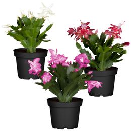 toom Weihnachtskaktus Farbmix 11 cm Topf, 3er-Set