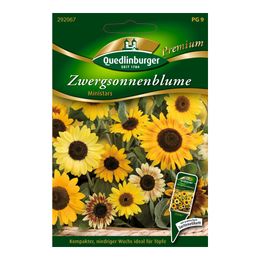 Quedlinburger Zwergsonnenblume "Ministars" 40 St&uuml;ck