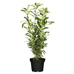 toom Kirschlobeer 'Genolia' topfgewachsen, 28 cm Topf