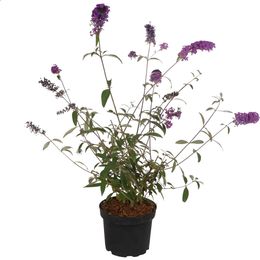 toom Schmetterlingsflieder rot, 19 cm Topf