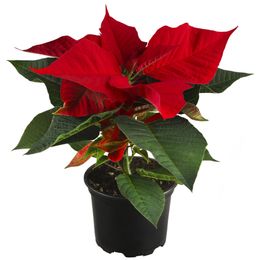 toom Fairtrade Weihnachtsstern rot 10,5 cm Topf