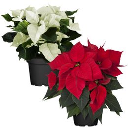 toom Weihnachtsstern Farbmix 13 cm, 2er-Set