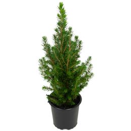 toom Zuckerhutfichte 11 cm Topf