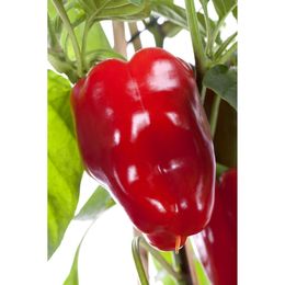 Chili / Paprika, 12 cm Topf