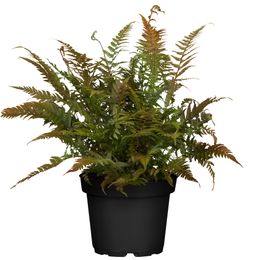 Rotschleierfarn 13 cm Topf, 2er-Set