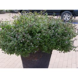blu Bio-Minze 'Schokominze' 12 cm Topf