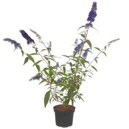 toom Schmetterlingsflieder blau, 19 cm Topf