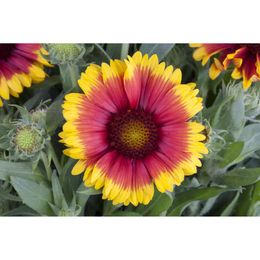 Kokardenblume 'Kobold', 9 cm Topf, 3er-Set