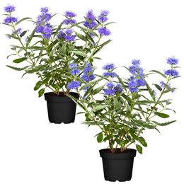 Bartblume sortiert 13 cm Topf, 2er-Set