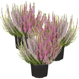 toom Knospenheide 'Gardengirls Trio-Girls ' 11 cm Topf, 3er-Set