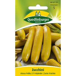 Quedlinburger Zucchini 'Atena Polka'