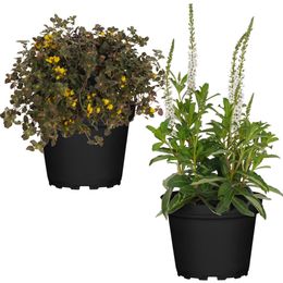 Felberich sortiert 13 cm Topf, 2er-Set