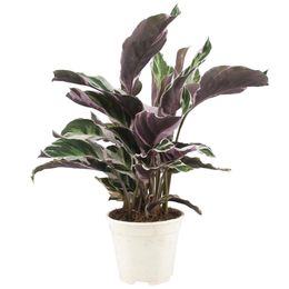 toom Calathea 'White Fusion' 14 cm Topf