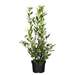 toom Kirschlorbeer 'Caucasica', 27 cm topfgewachsen
