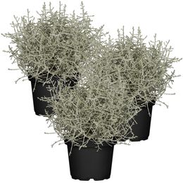 toom Stacheldraht-Pflanze 11 cm Topf, 3er-Set