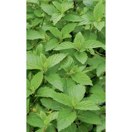 naturtalent by toom Naturtalent by toom Bio-Pfefferminze, 12 cm Topf