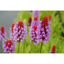 toom Garten-Primel violett 13 cm Topf, 2er-Set