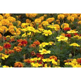 toom Studentenblume, Tray 10er