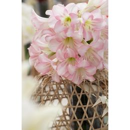 toom Amaryllis mit 2 Trieben rosa 12 cm Topf, 2er-Set
