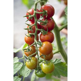 Freiland-Cherrytomate 'Philovita F', 10,5 cm Topf